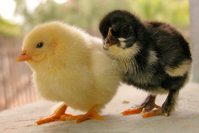 Suplente Joven Del Pollo En Blanco Imagen de archivo - Imagen de blanco ...