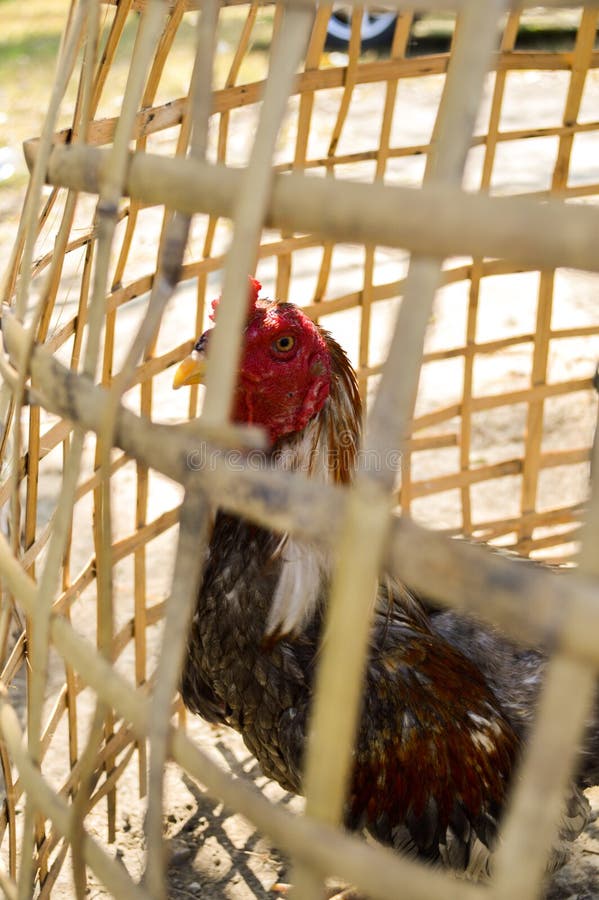 Pollo lindo foto de archivo. Imagen de gallina, vivo - 107264284