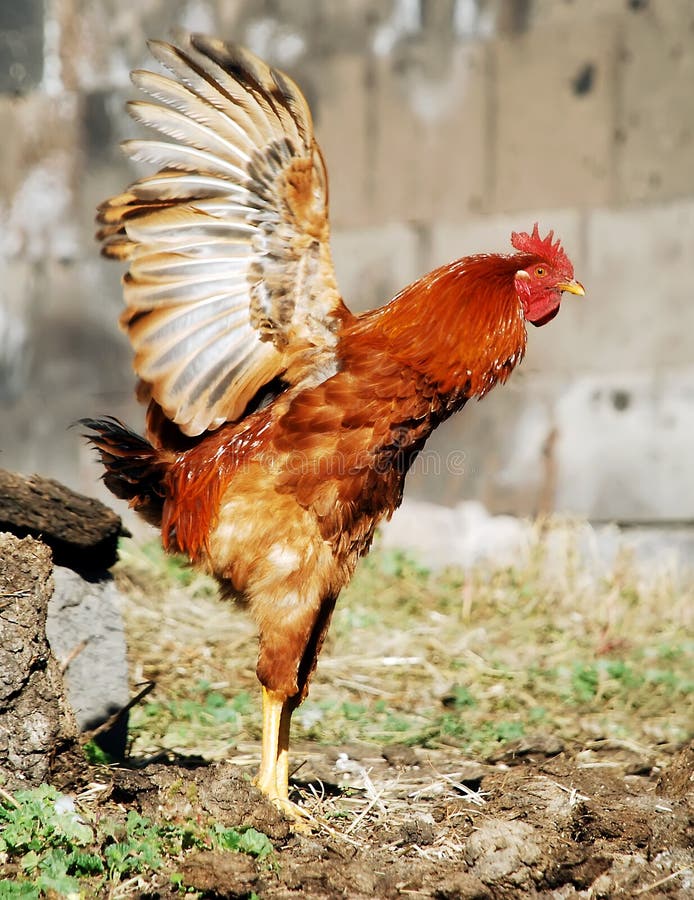 Pollo lindo imagen de archivo. Imagen de diario, rural - 12134381