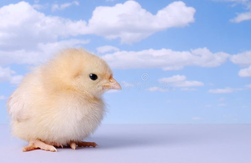 Pollo lindo imagen de archivo. Imagen de polluelo, animal - 2012483