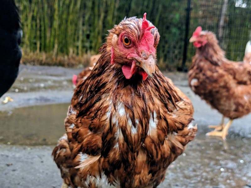 Lluvia mojada del pollo foto de archivo. Imagen de hawaiano - 95174840