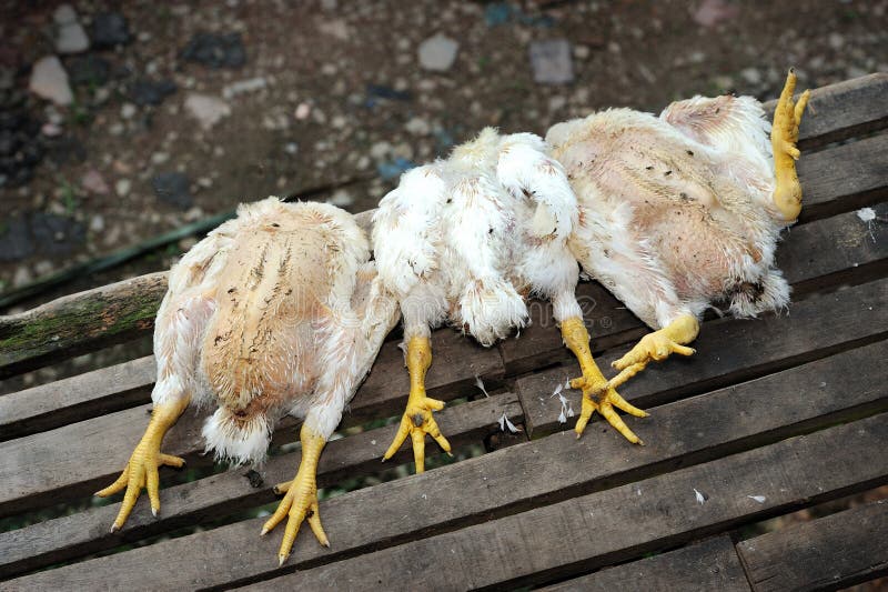 Pollo Muerto En Granja Avícola Foto de archivo - Imagen de pico ...