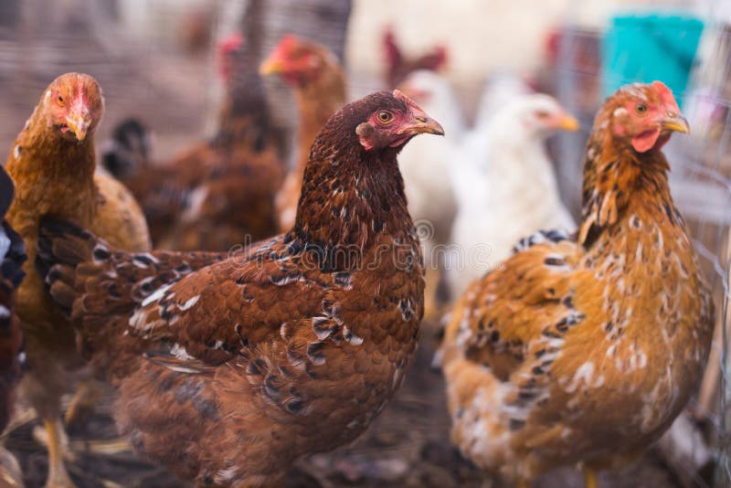 Pollo Nacional De La Granja Imagen de archivo - Imagen de carne ...