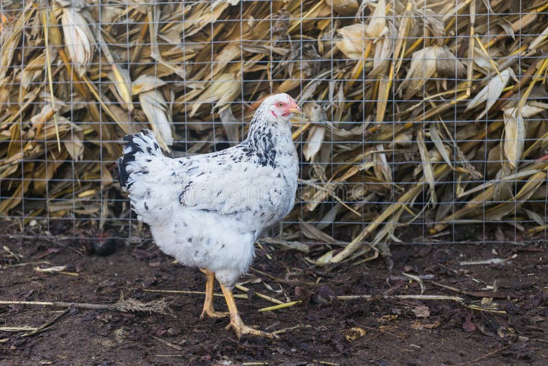Pollo Nacional De La Granja Imagen de archivo - Imagen de coloreado ...
