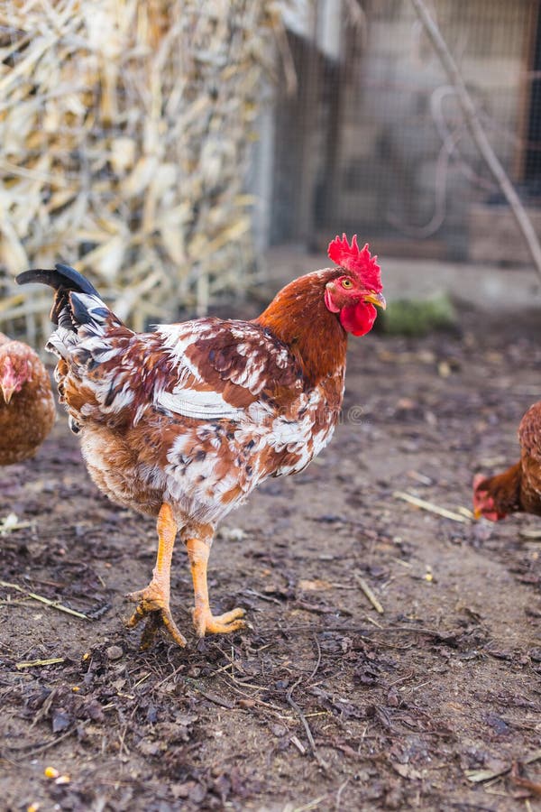 Pollo Nacional De La Granja Imagen de archivo - Imagen de doméstico ...