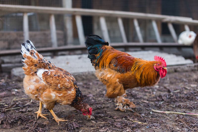 Pollo Nacional De La Granja Foto de archivo - Imagen de libre, vivo ...