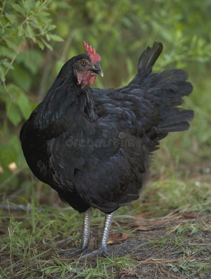Pollo negro imagen de archivo. Imagen de plumas, alas - 12218505