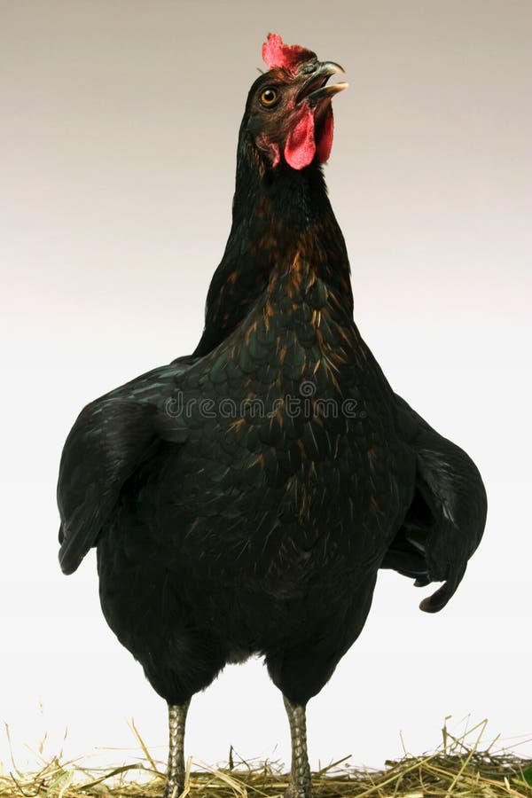 Pollo negro foto de archivo. Imagen de pluma, cierre, fondo - 2954604