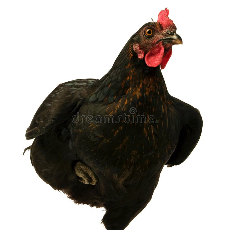 Pollo negro foto de archivo. Imagen de aislado, pluma - 3101154