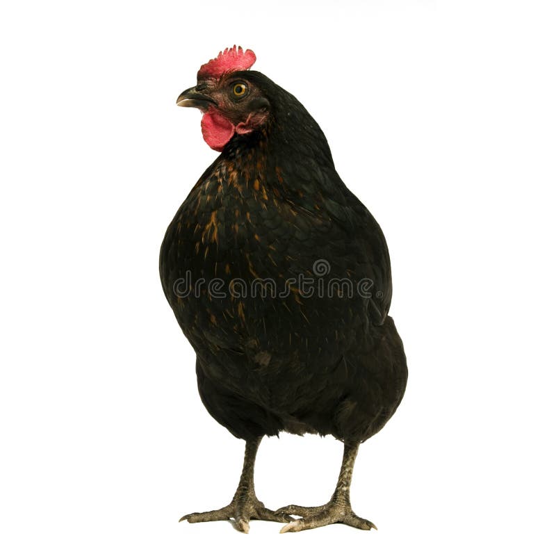 Pollo negro foto de archivo. Imagen de fondo, animal, cierre - 3549248