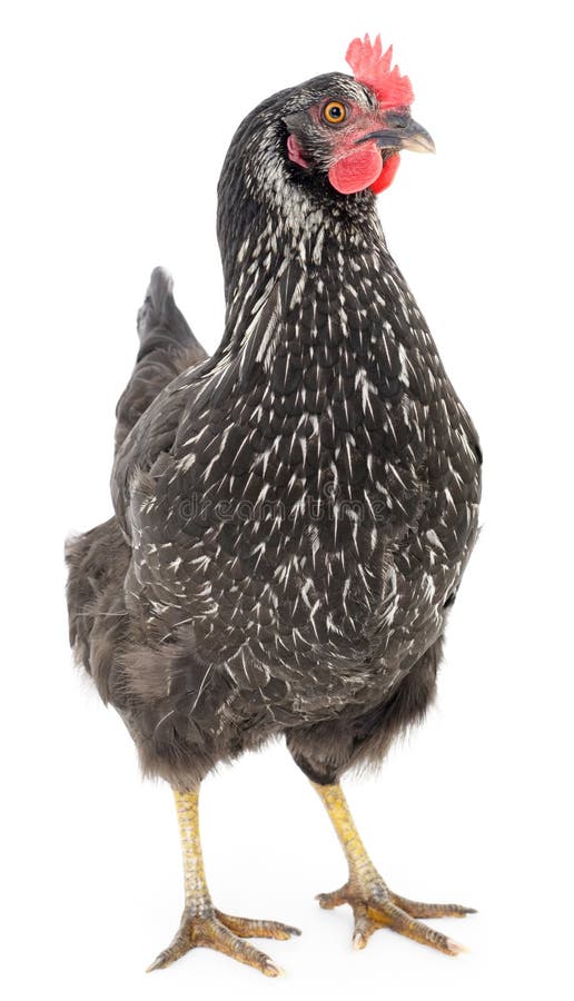 Pollo negro foto de archivo. Imagen de tiro, estudio - 53510564