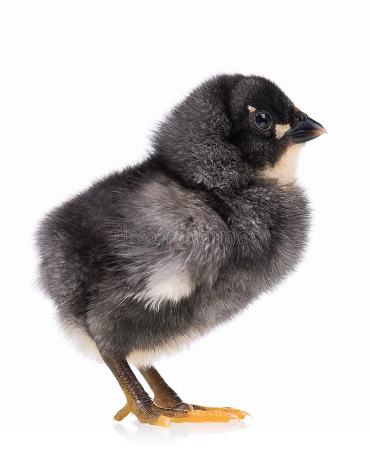 Pollo Negro Aislado En Blanco Foto de archivo - Imagen de pollo, lindo ...