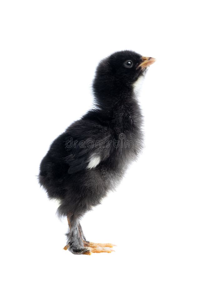 Pollo Negro Aislado En Blanco Foto de archivo - Imagen de primer ...