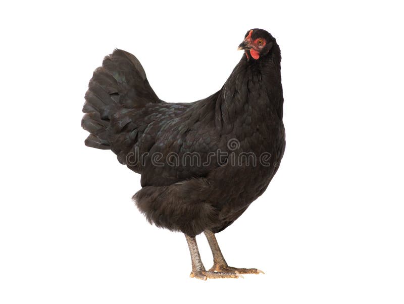 Pollo Negro Aislado En Fondo Blanco Imagen de archivo - Imagen de ...