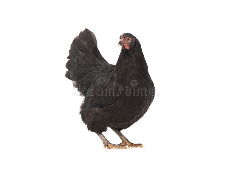 Pollo Negro Aislado En Fondo Blanco Foto de archivo - Imagen de hembra ...