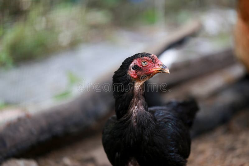 Pollo negro de asia foto de archivo. Imagen de hierba - 325672866