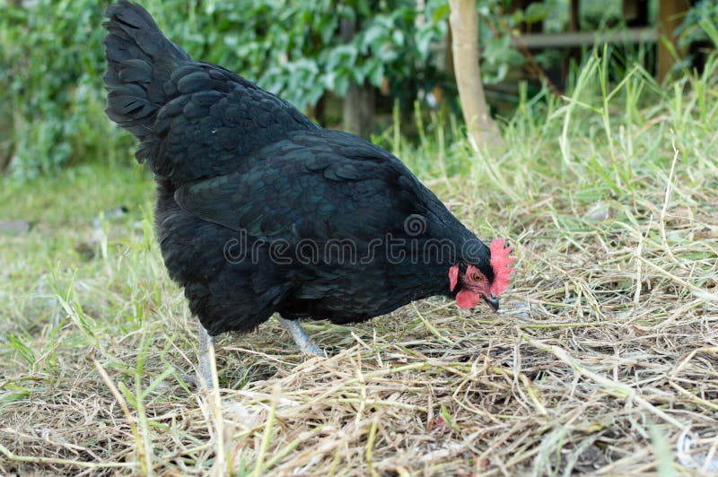 Gallina Negra De Australorp Foto de archivo - Imagen de pollo, negro ...