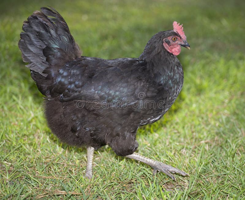 Pollo nero fotografia stock. Immagine di rosso, animale - 10368772