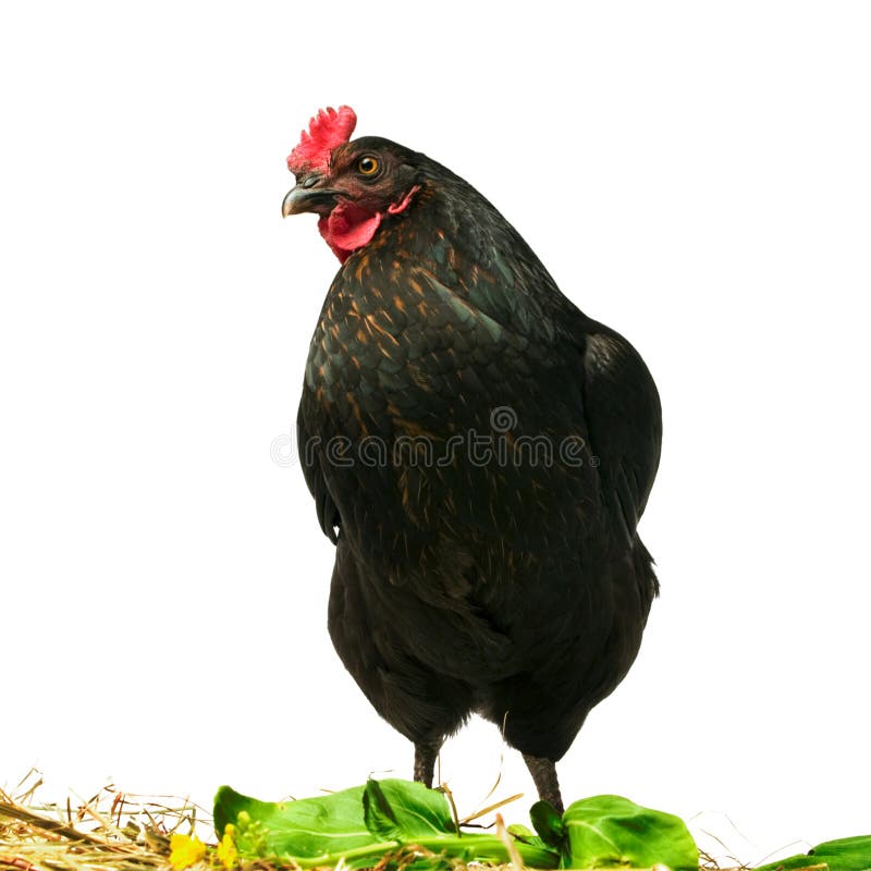 Pollo nero fotografia stock. Immagine di nero, occhio - 96561008