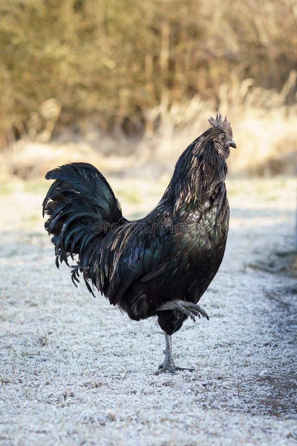 Ayam Cemani Raro a Jacksonville, Florida Immagine Stock - Immagine di ...