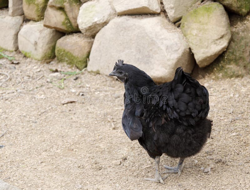Gallina Nera Del Pollo Che Ha Piume Tutte Lungo Le Sue Matrici Immagine ...