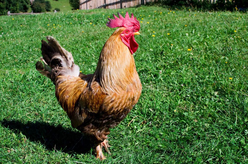 Pollo orgánico imagen de archivo. Imagen de detalle, cubo - 20921907