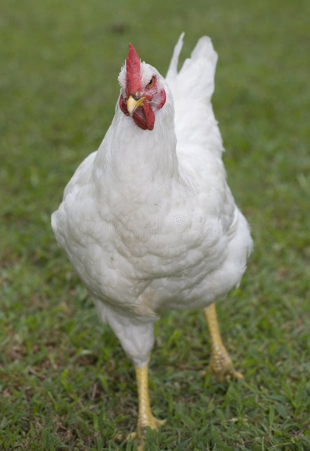 Vita Di Misurazione Della Donna Grassa Fotografia Stock - Immagine di ...