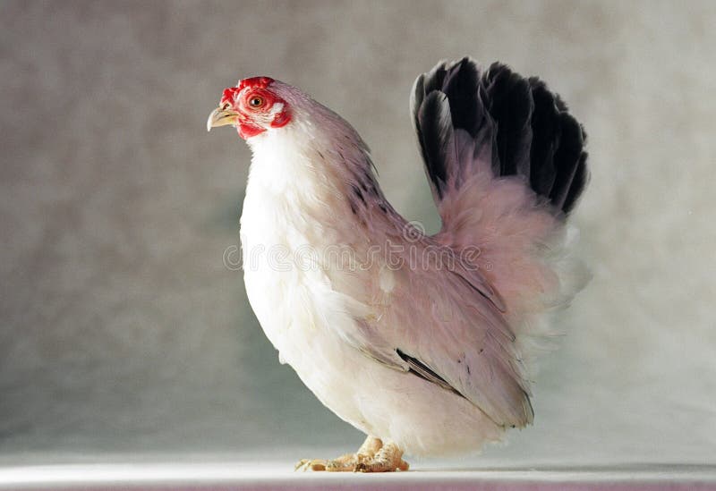 Pollos pequenos japoneses. imagen de archivo. Imagen de pollos - 18902621