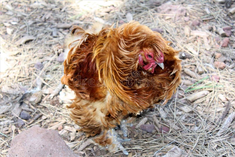 Pollo polaco imagen de archivo. Imagen de travieso, doméstico - 27478793