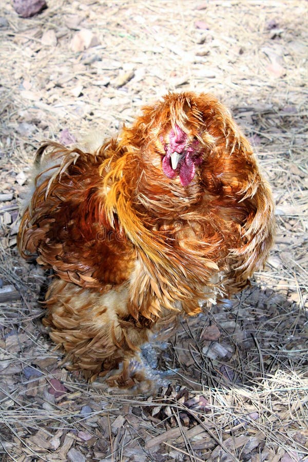 295 Pollo Polaco Fotos - Libres de Derechos y Gratuitas de Dreamstime