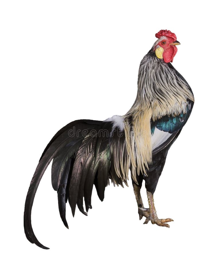 Pollo Raro Del Gallo De La Raza De Phoenix Imagen de archivo - Imagen ...