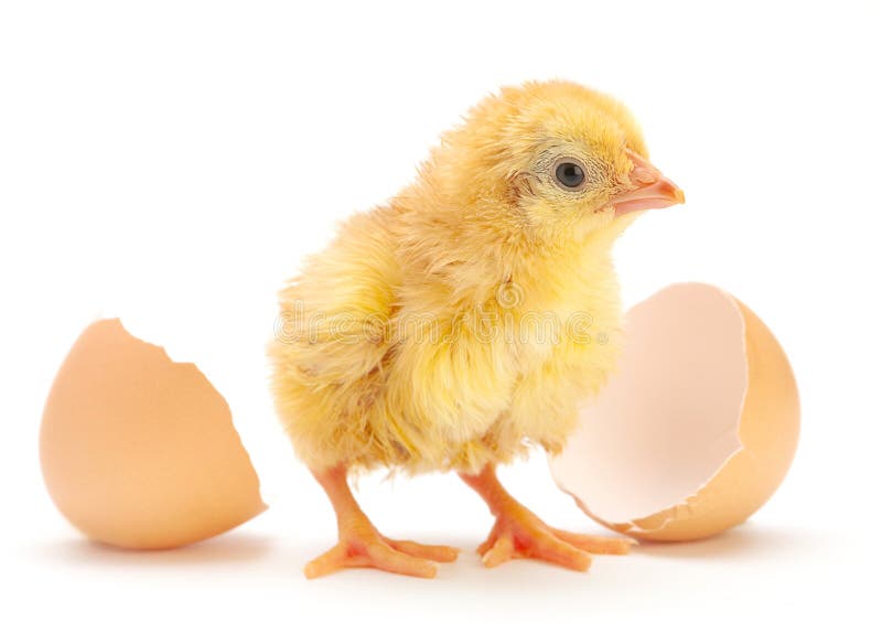 Pollo recién nacido imagen de archivo. Imagen de blanco - 25545271