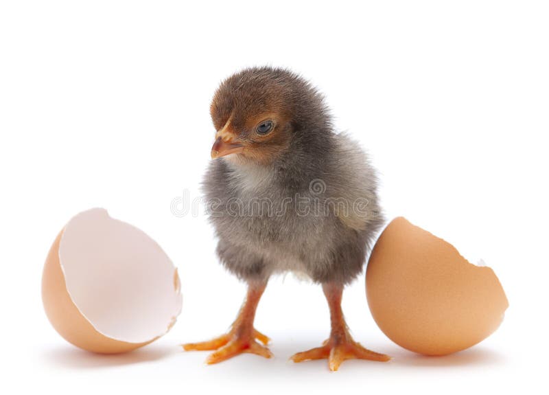 Pollo recién nacido imagen de archivo. Imagen de joven - 30055311