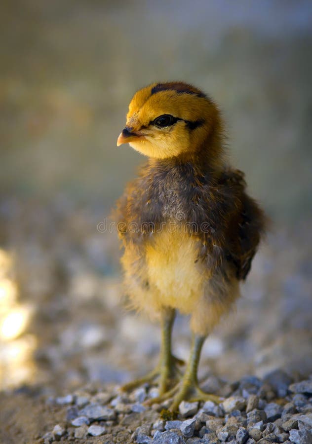 Pollo Recién Nacido En El Shell Del Huevo Imagen de archivo - Imagen de ...