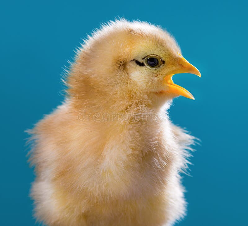Pollo recién nacido imagen de archivo. Imagen de recién - 30055311