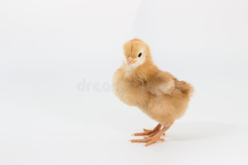 Pollo, Rhode Island Red Chick Fotografia Stock - Immagine di carino ...