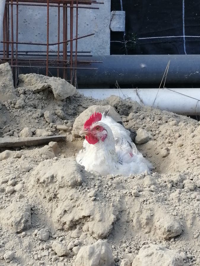 Pollo rilassato nel buco fotografia stock. Immagine di pollo - 165965382