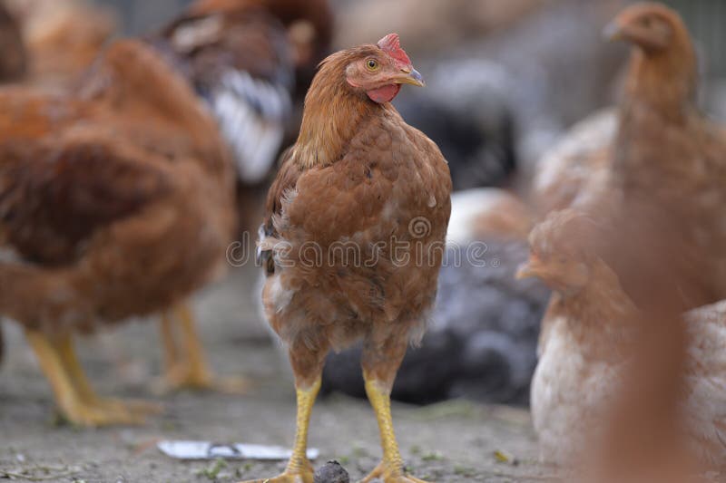 Pollos rojos imagen de archivo. Imagen de gallina, huevo - 74482755