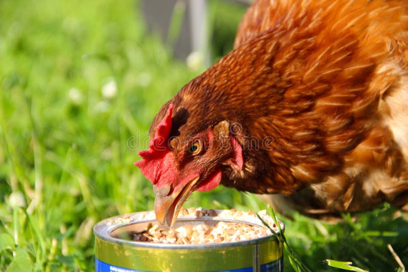 Retrato De Un Pollo Rojo Con Un Largo Perfil En El Cuello. Pollo ...