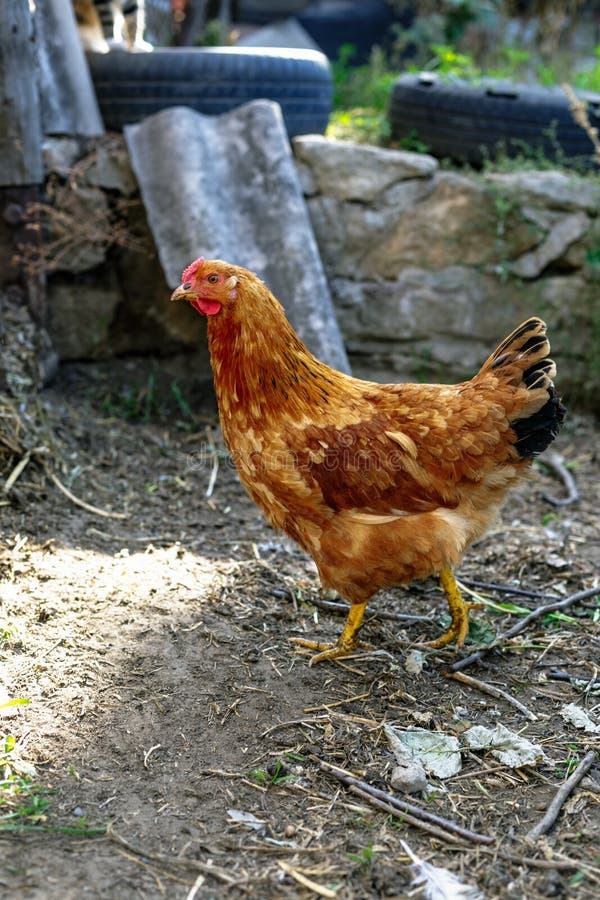 Pollo rojo en el pueblo imagen de archivo. Imagen de agricultura ...