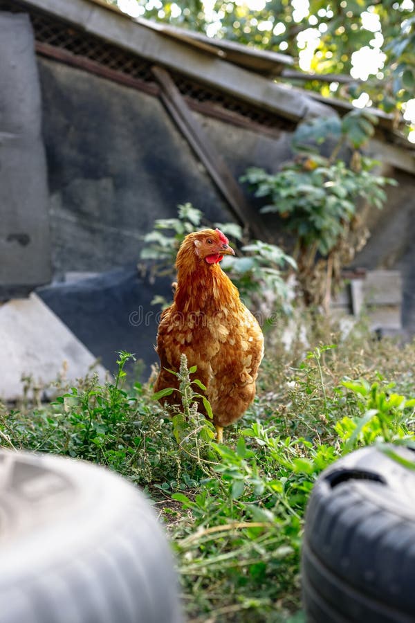 Pollo rojo en el pueblo imagen de archivo. Imagen de corral - 104460451
