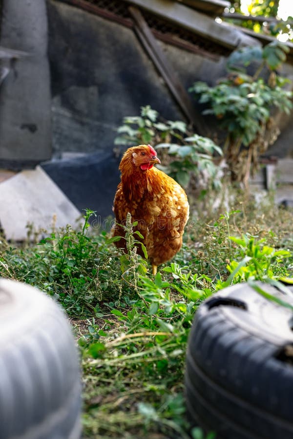 Pollo rojo en el pueblo foto de archivo. Imagen de agricultura - 104884994
