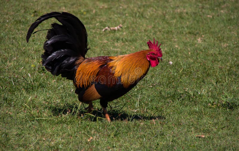 Pollo salvaje en Kauai imagen de archivo. Imagen de animal - 23295879