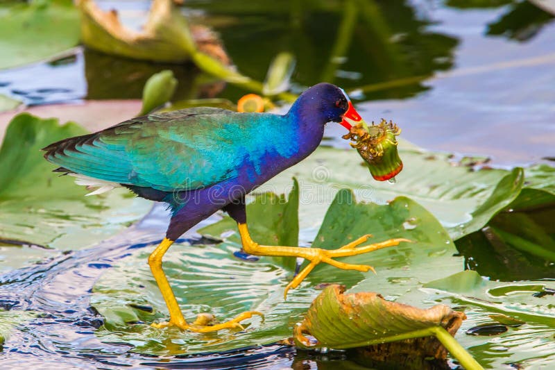 Pollo sultano immagine stock. Immagine di gallina, adulto - 70462989