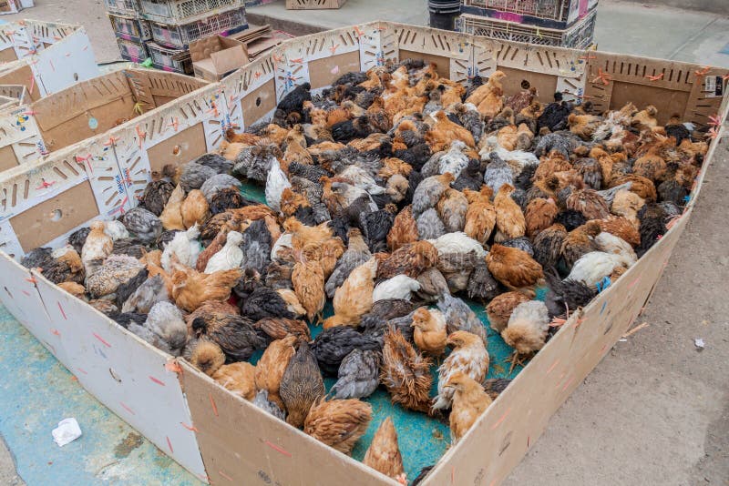 Pollo para la venta foto de archivo. Imagen de cubo, pavo - 63880960