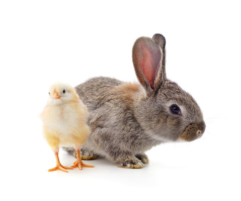 Pollo y conejo foto de archivo. Imagen de borroso, amor - 196625066