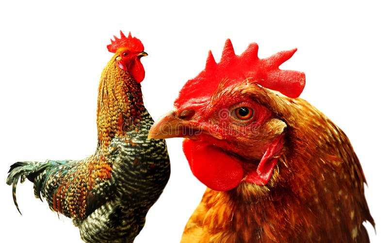 Pollo y gallo imagen de archivo. Imagen de colorido, dominante - 18047705