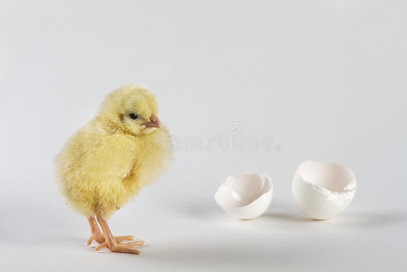 Pollo Triste Fotos De Stock - Download 882 Fotos Libres de Derechos