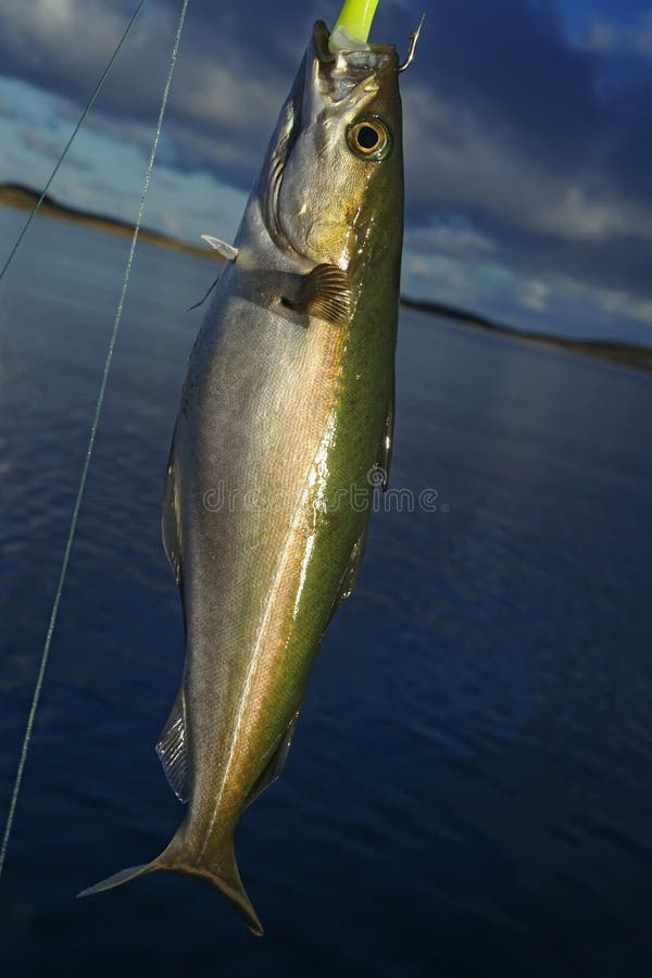 Pollock stock image. Image of peak, live, catching, fishing - 27225055