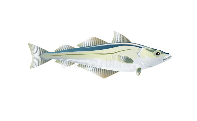 Pollock Fish Freehand Illustration Clip-art Vector Image Stock Vector ...